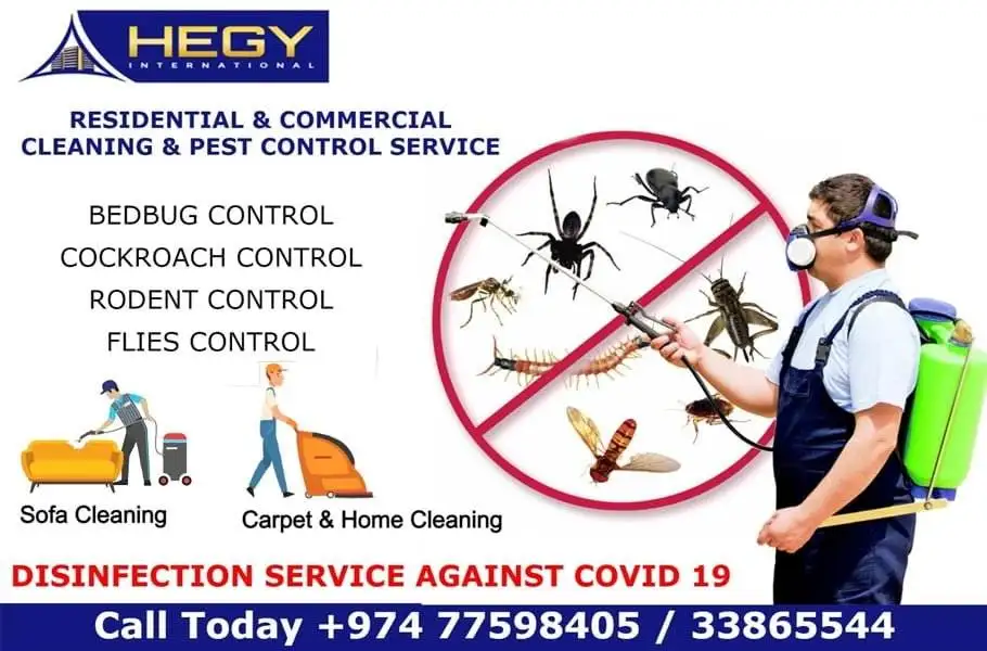 Pest Control in Qatar | How to Get Rid of Cockroaches, Ants & Termites Fast