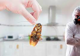 Cockroach Control Services in Qatar | Hegy Doha